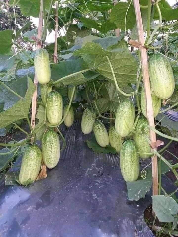 20-60 Biji Benih timun Baby timun Mini F1 buah ranggup dan sangat lebat ...