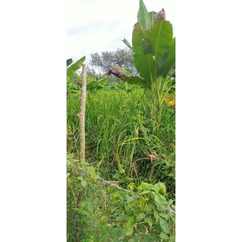 100 Gram Benih Padi Huma Padi Bukit Benih Pulut Hitam Benih Padi Huma ...