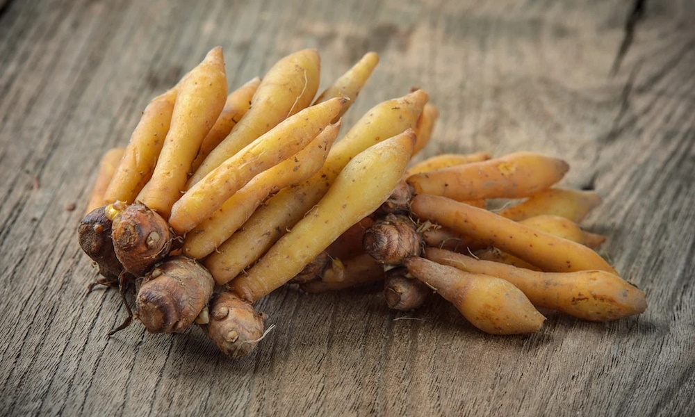 Anak Pokok Temu Kunci aka Fingerroot | Shopee Malaysia