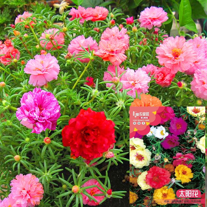 Benih Bunga Ros Jepun Flower Seeds Portulaca Sun Daze Multi-Pelleted ...