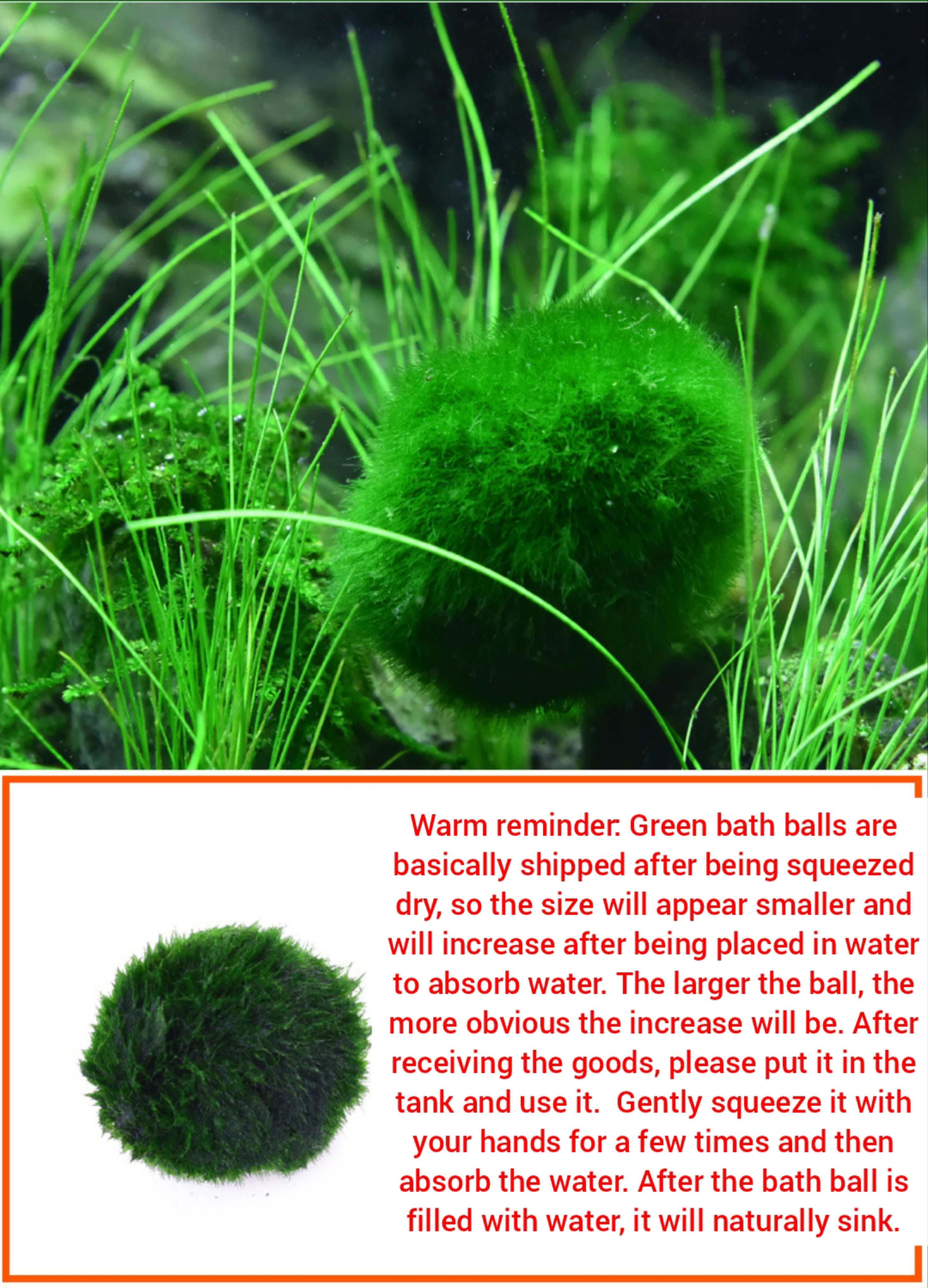 ( Live Plant ) Marimo Ball Moss Japanese Aquarium Plant Shrimp And Fish ...