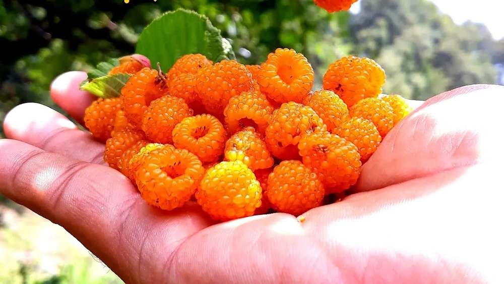Anak Pokok Raspberry Aiselu/Golden Himalayan Raspberry | Shopee Malaysia