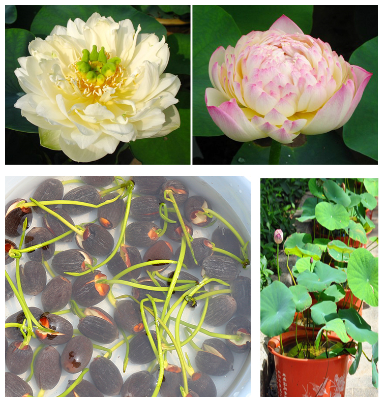 5 Biji Benih Teratai Lotus Seeds Bowl Lotus Mini Water Lily Garden ...