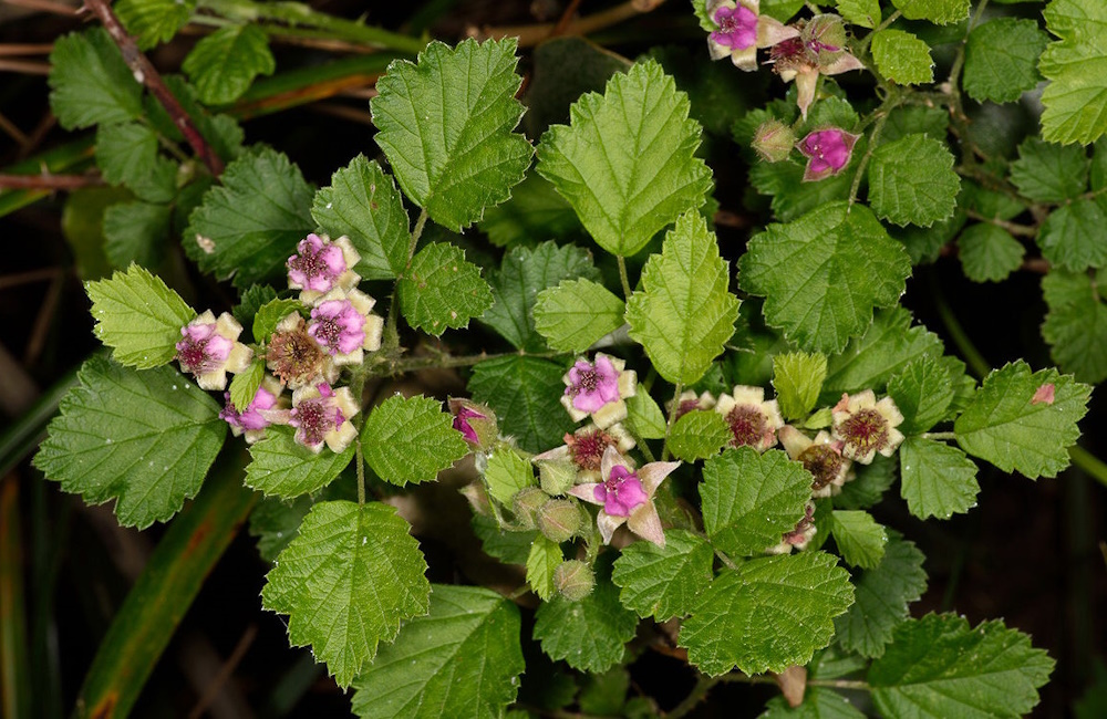 Anak Pokok Raspberry Rubus Parvifolius L. 'Sunshine Spreader' | Shopee ...