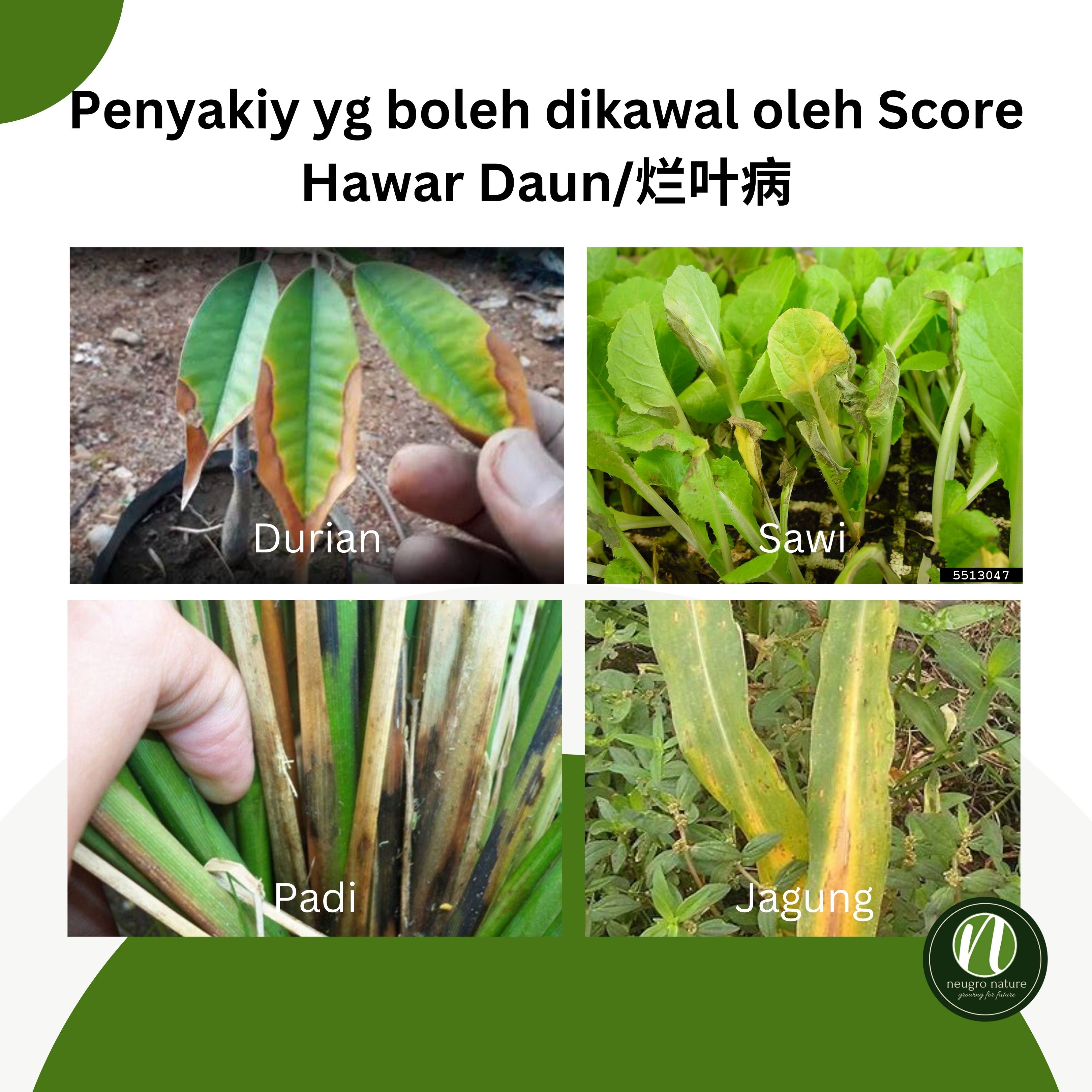 Syngenta SCORE (500ml) Fungicide - Racun Kulat Hawar Daun/ Antraknos ...