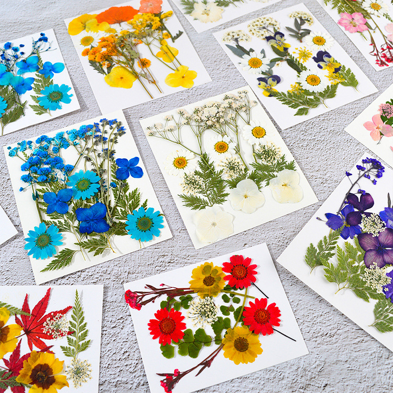 Pressed Dry Flowers Set for DIY Epoxy UV Resin Art Bunga Kering Real ...