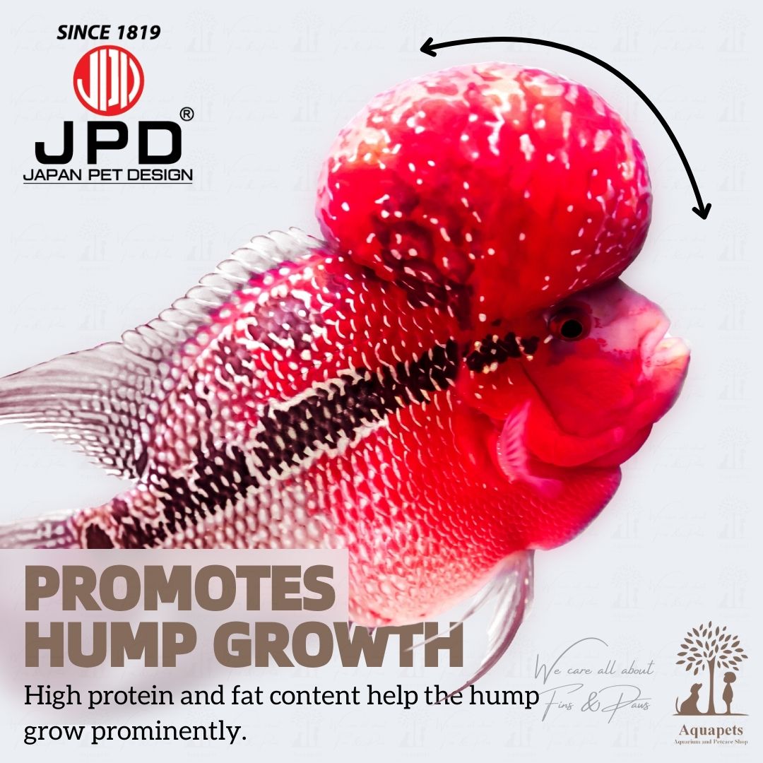 JPD Kangun FlowerHorn Fish Food 100g / 500g Pellet Makanan Ikan ...