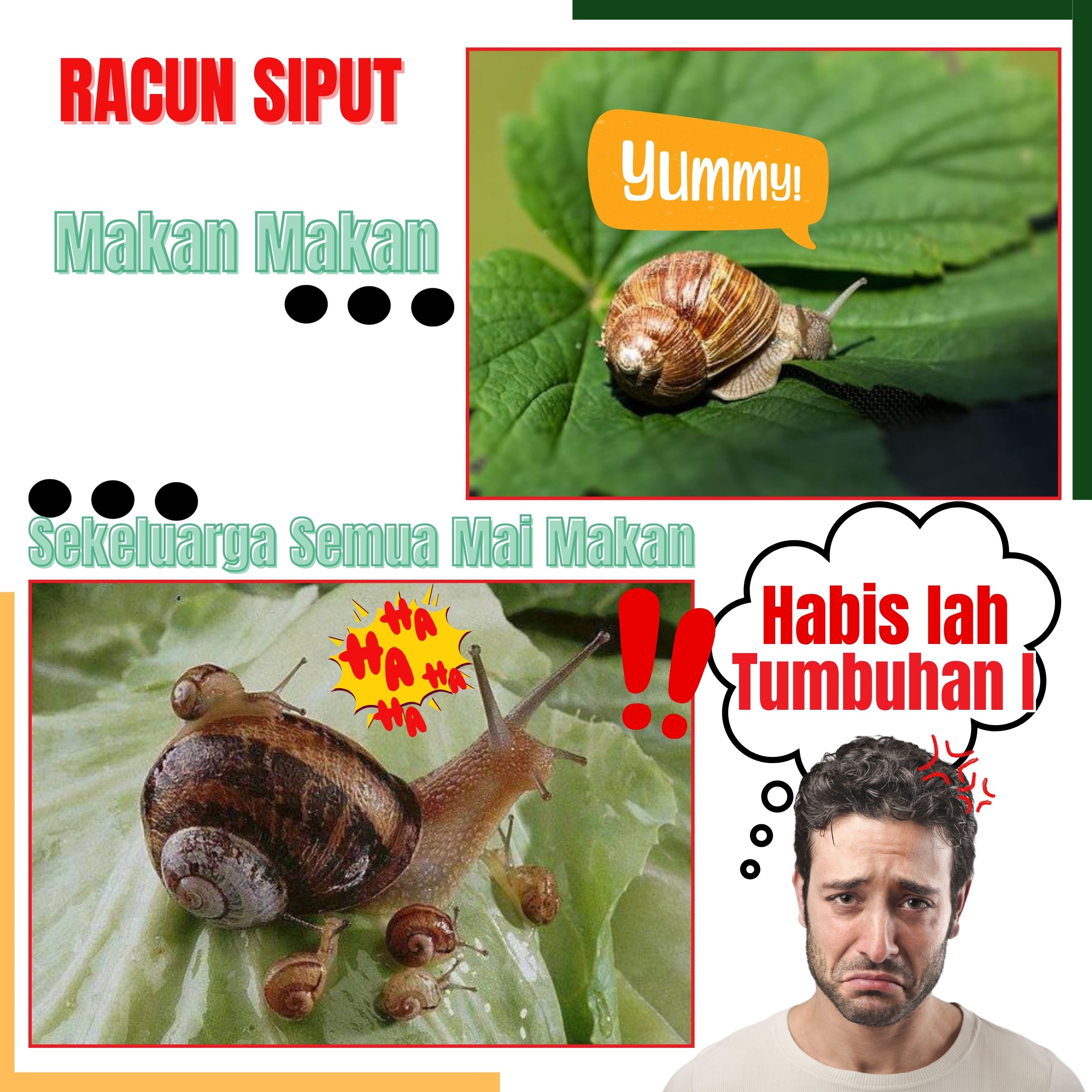 Racun | Snail | Racun Siput Babi | Ubat Siput Babi | Snail Chemical ...