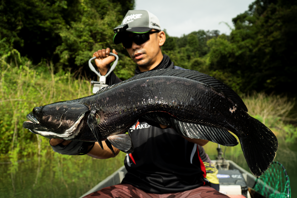 EXP Vagabond Rod Casting BC Baitcasting Spinning Joran Haruan Toman ...