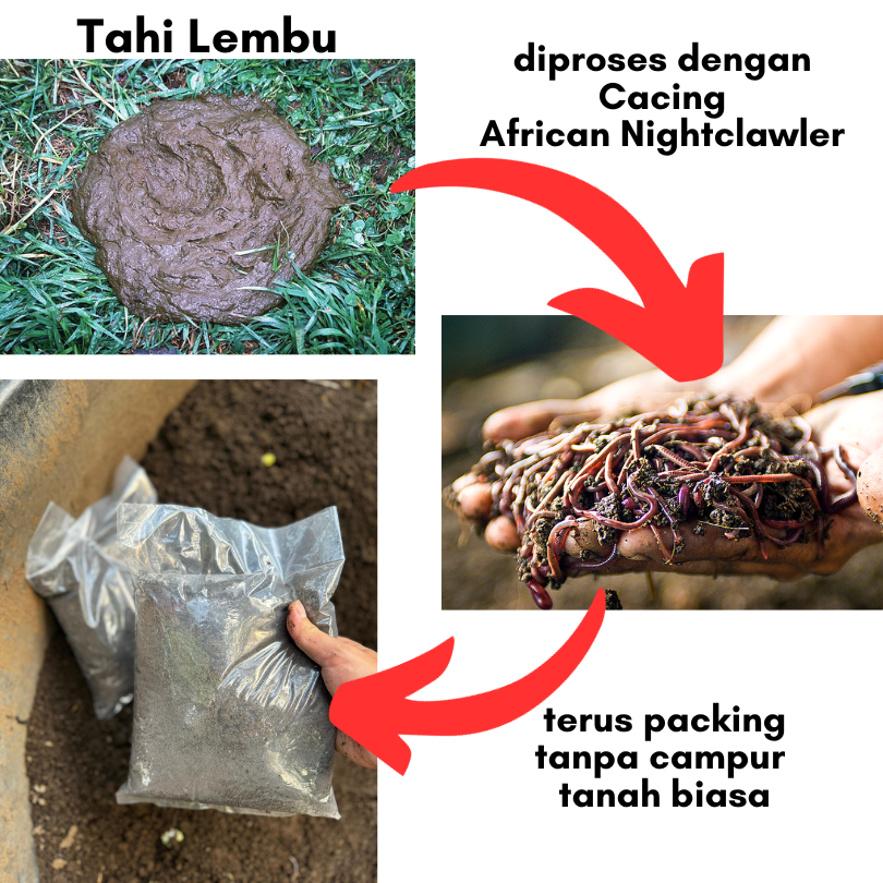[Compost Saja] Tanah Cacing Tulen (Pure Vermicast) 1kg [By African ...