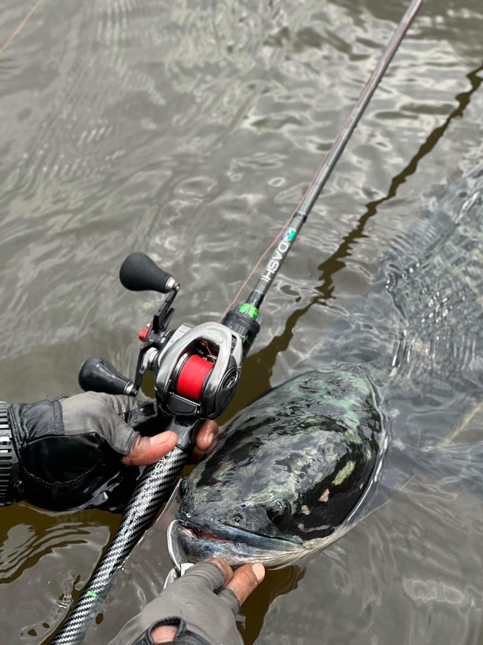 Dash Baitcasting Rod - All About Snake Head | Shopee Malaysia