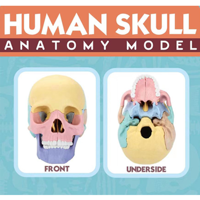 DIY Human Skull Body Anatomy Skeleton Organs Assembly STEM STEAM ...