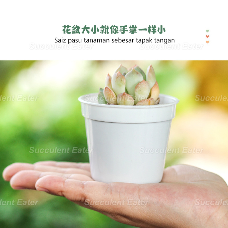 Pasu Bunga MIni Mini Seedling Pot Succulent and Cactus Round Plastic ...