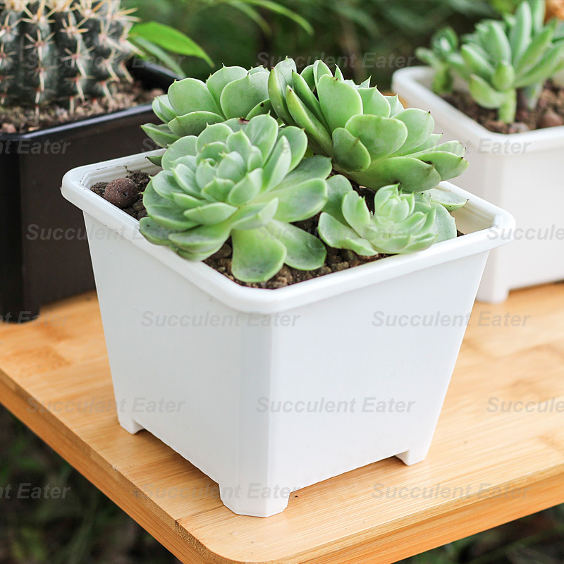 Flower Pot Thick Square Plastic Pasu Bunga Bonsai Succulent Cactus ...
