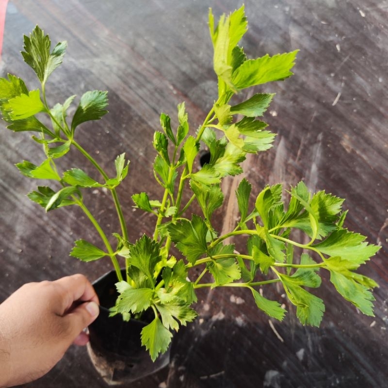 Pokok Telinga Kera (Ubat Buah Pinggang) Tradescantia sp. (Glossy Leaves ...