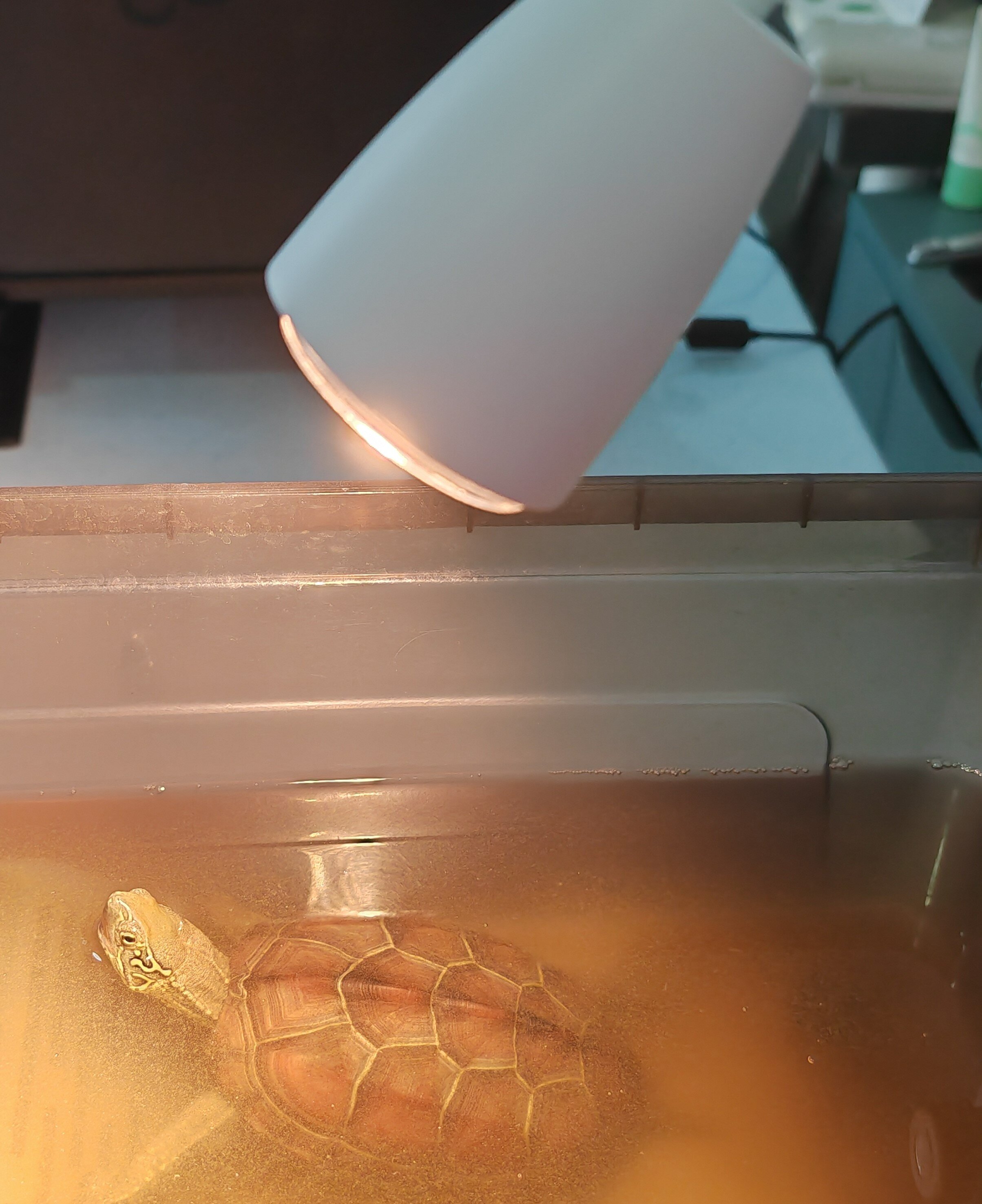 SOBO Turtle Basking Lamp Basking Light Heat Lamp UVA UVB 3.0 Reptiles ...