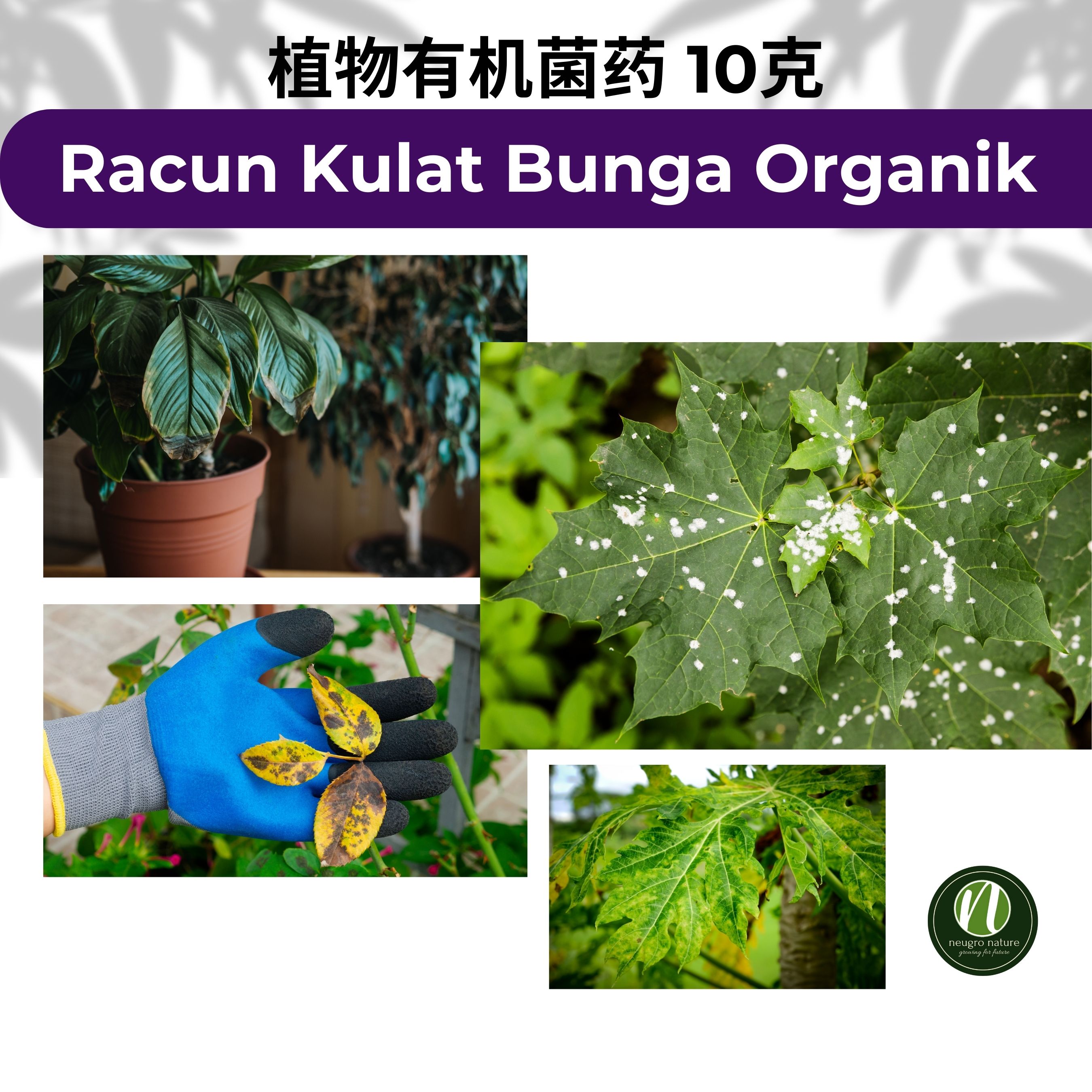 Neugro 10g Organic Fungicide Home Garden Plant Racun Kulat Bunga ...