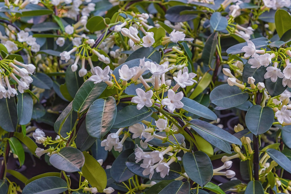 Anak Pokok Bunga Madagascar Jasmine/Stephanotis Floribunda | Shopee ...