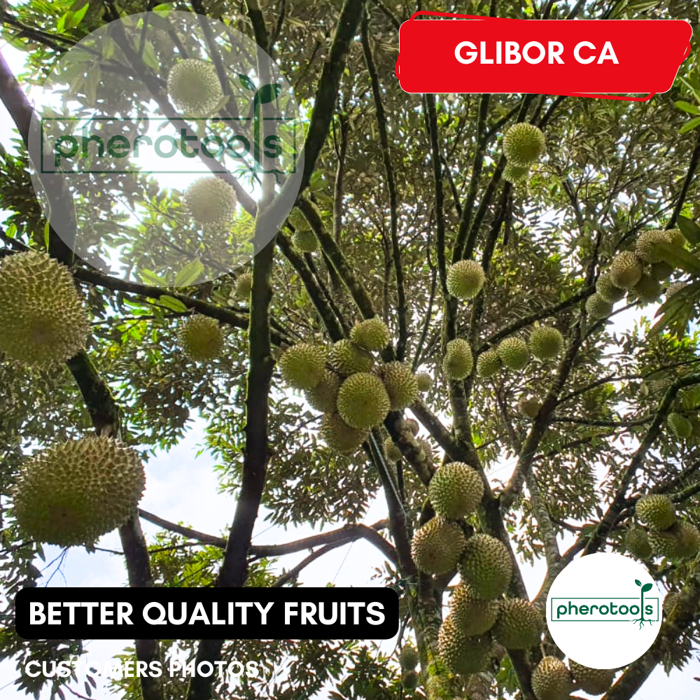 GLIBOR Ca 钙 硼 (Calcium Boron High Strength) Fertilizer Baja Foliar (1L ...