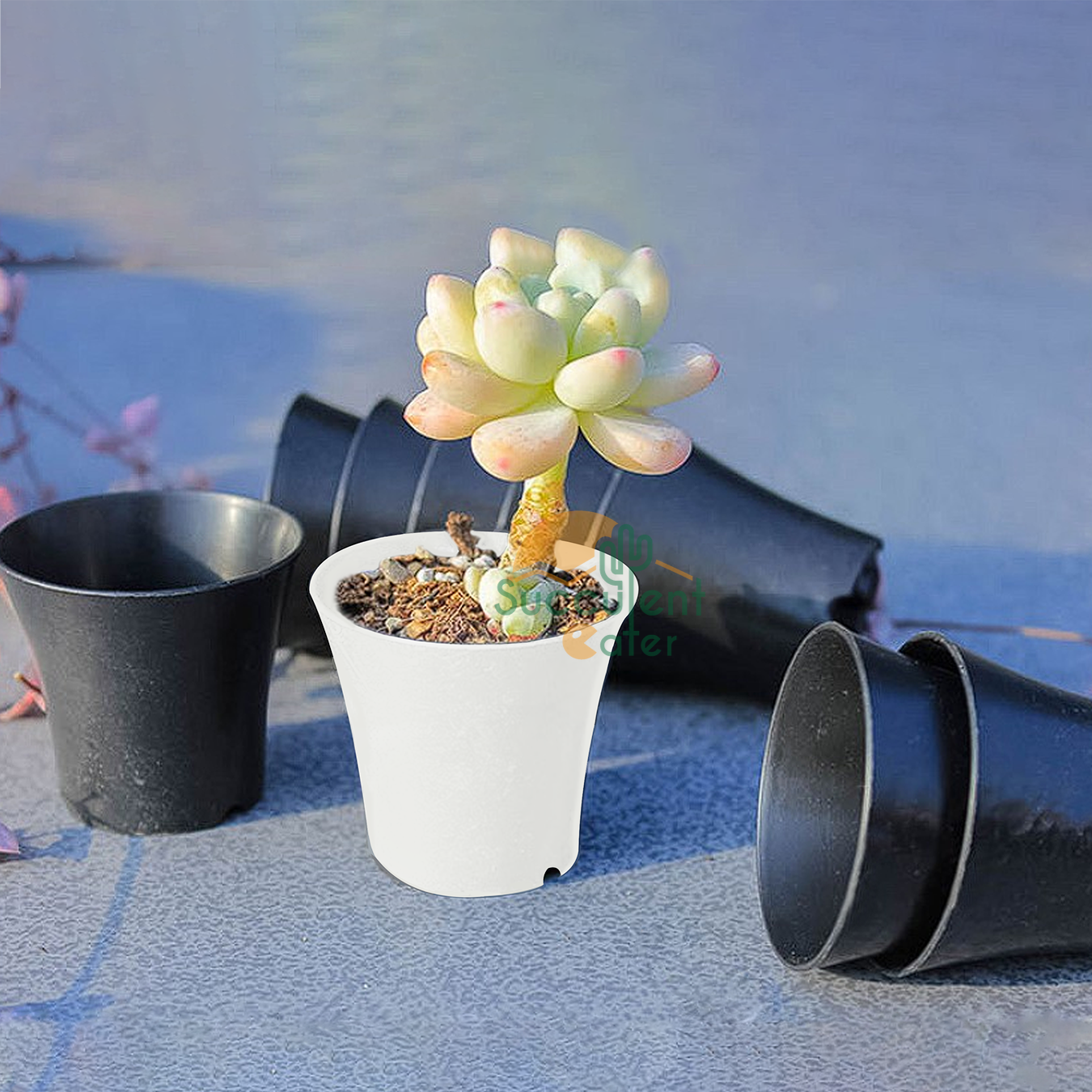 Mini Round Flower Pot Pasu Bunga Kecil 迷你花盆 | Shopee Malaysia