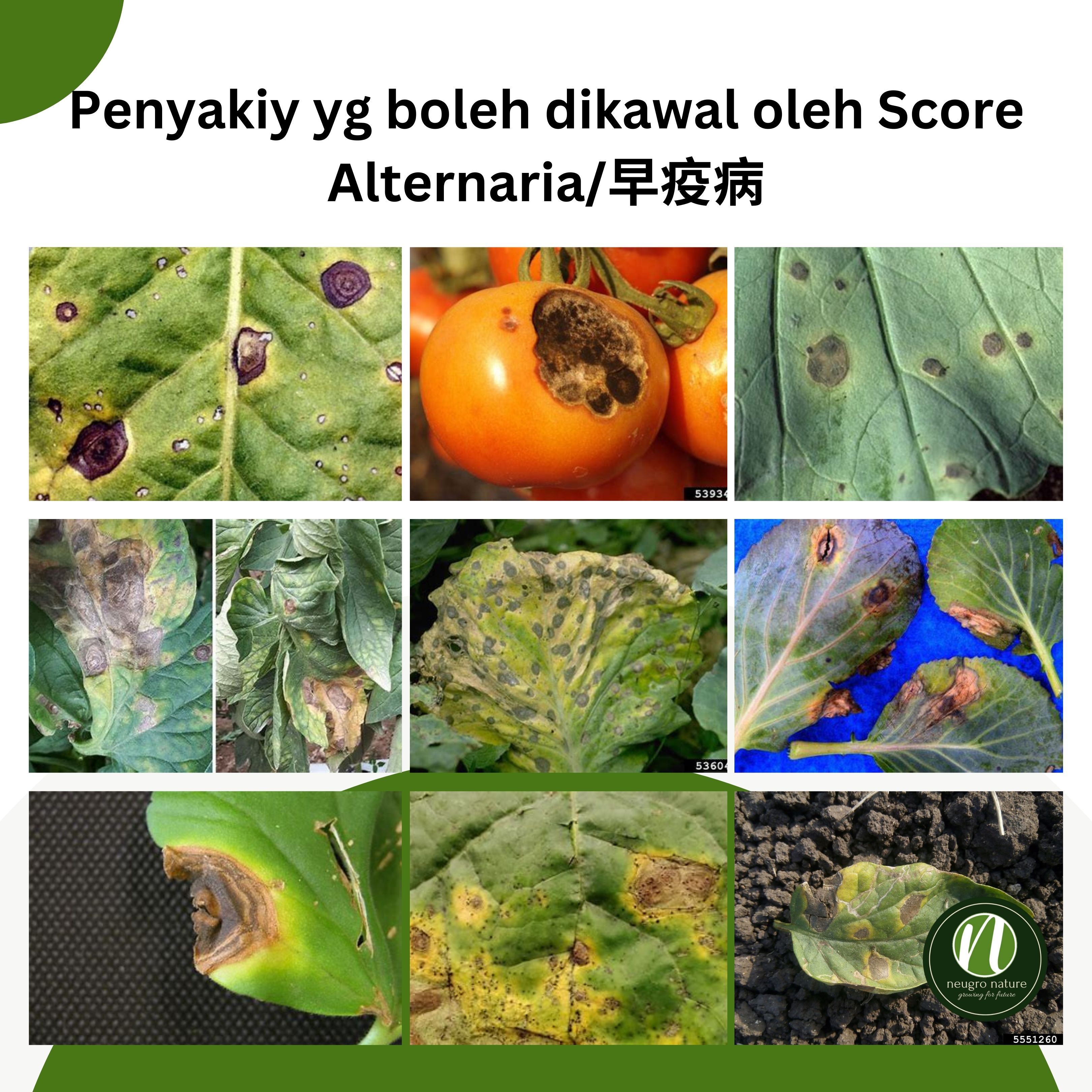 Syngenta SCORE (500ml) Fungicide - Racun Kulat Hawar Daun/ Antraknos ...