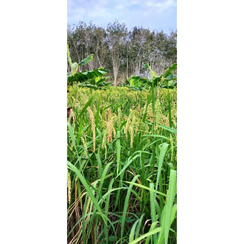 100 Gram Benih Padi Huma Padi Bukit Benih Pulut Hitam Benih Padi Huma ...