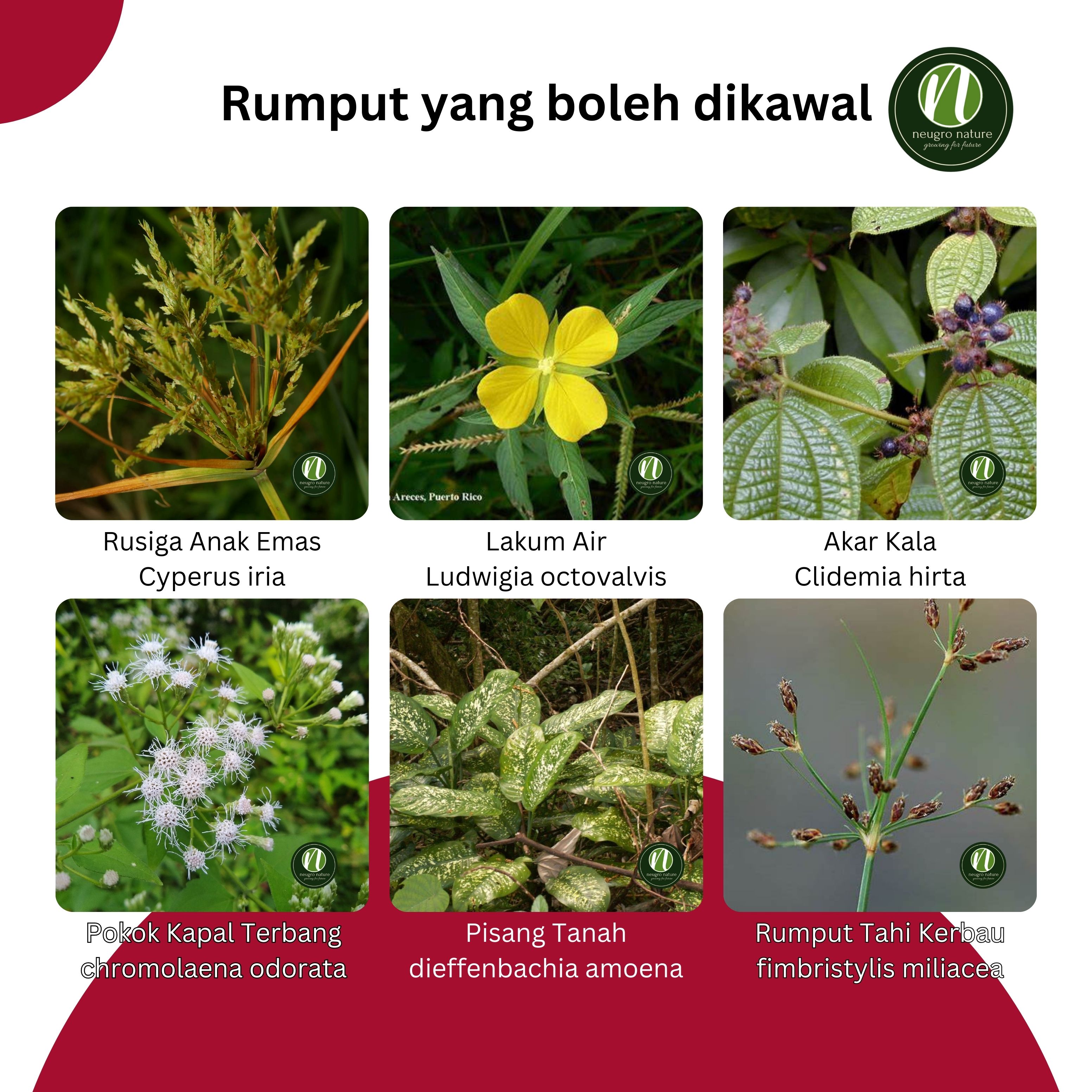 Advansia ADOL 87.3EC Herbicide Generic Syngenta Dual G960 Racun Rumpai ...
