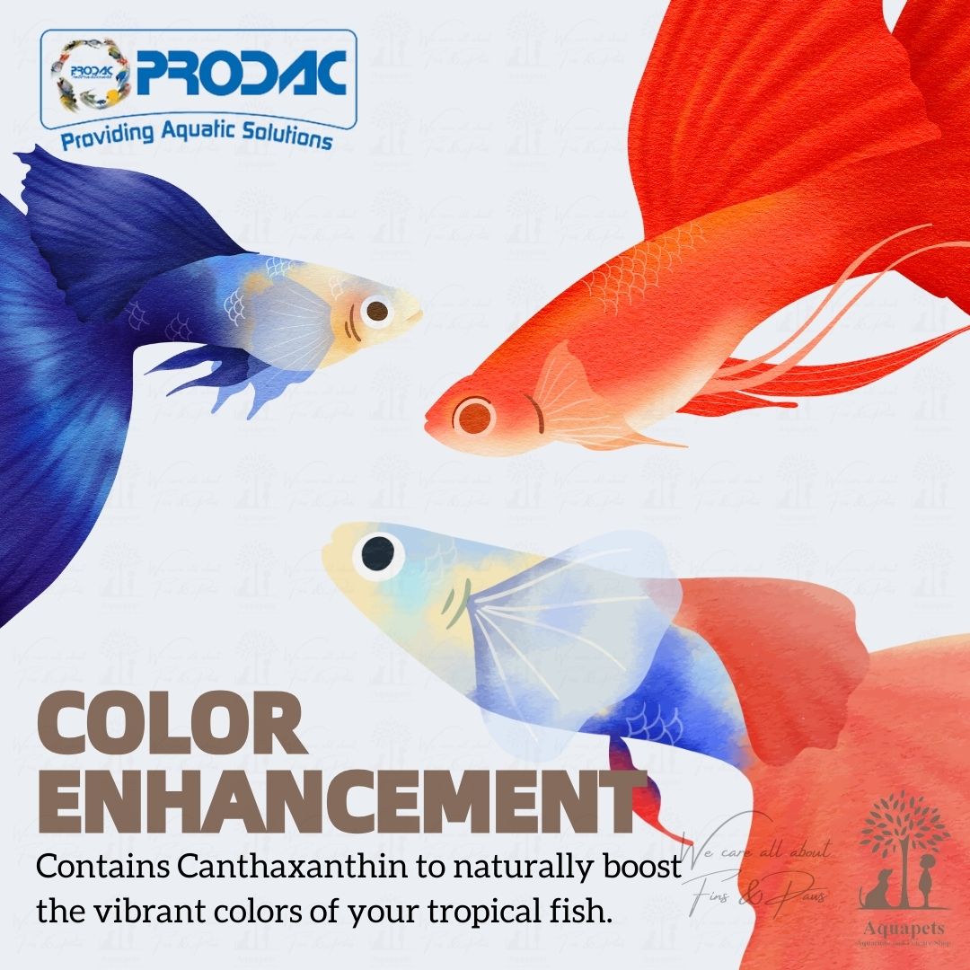 PRODAC Color + Canthaxanthin Fish food - 250mL (50g) Tropical Fish Food ...