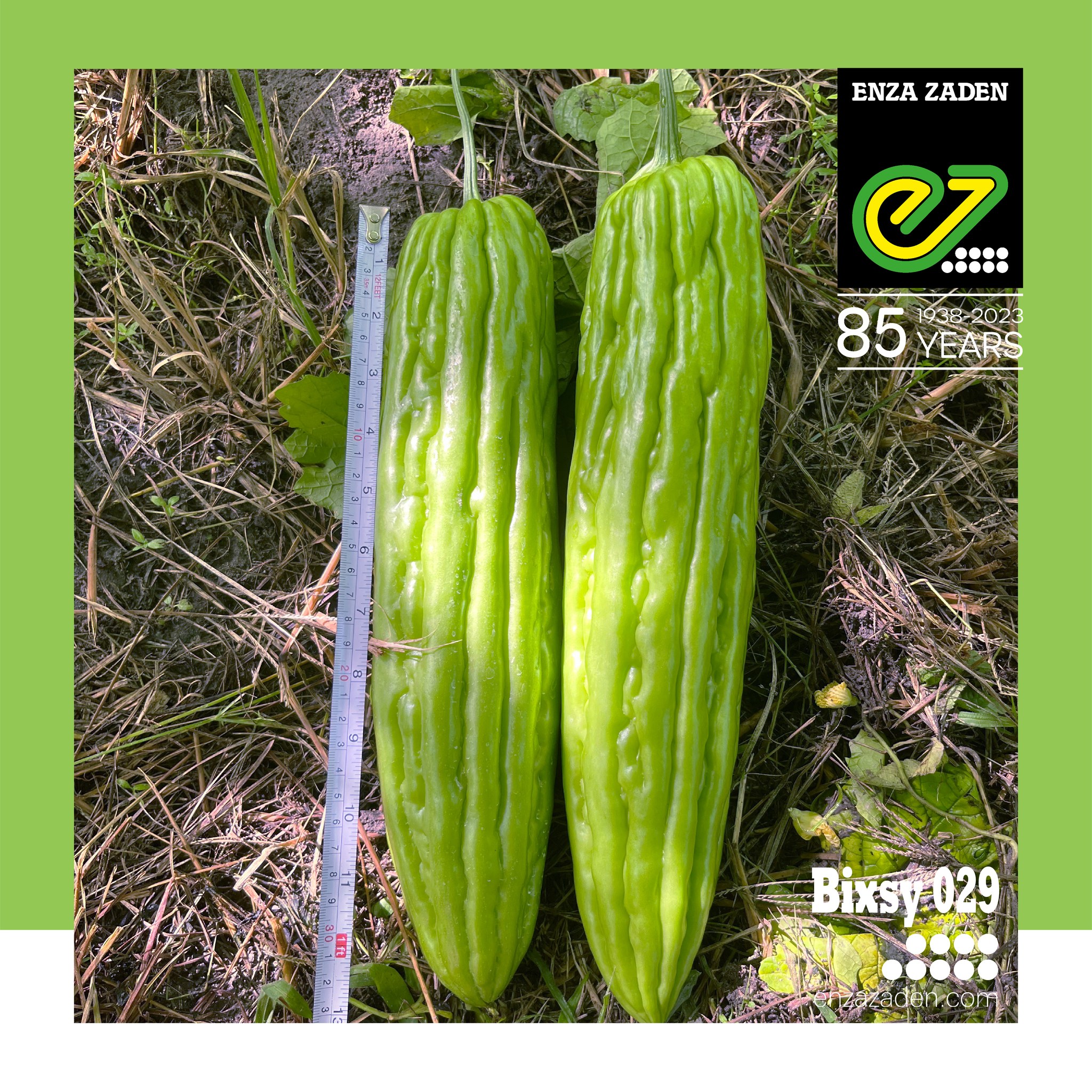 PREMIUM SEED - 5 biji benih peria buah besar dan panjang tahan penyakit ...