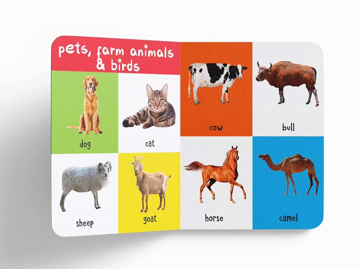 [FUNBOOK] My First 4 In 1: Alphabet Numbers Colors Shapes Food Things ...