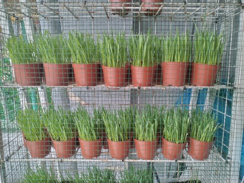 Ready to eat 100% natural Cat Grass Rumput Kucing Siap Tumbuh ...