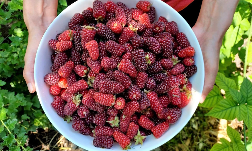 Anak Pokok Tayberry (Blackberry + Raspberry) | Shopee Malaysia