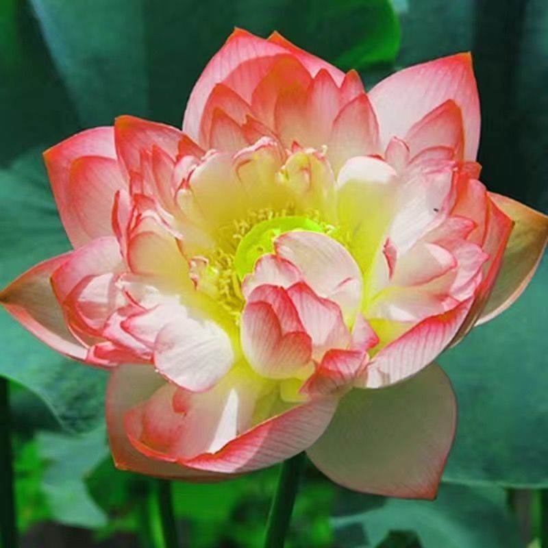 5 Biji Benih Teratai Lotus Seeds Bowl Lotus Mini Water Lily Garden ...