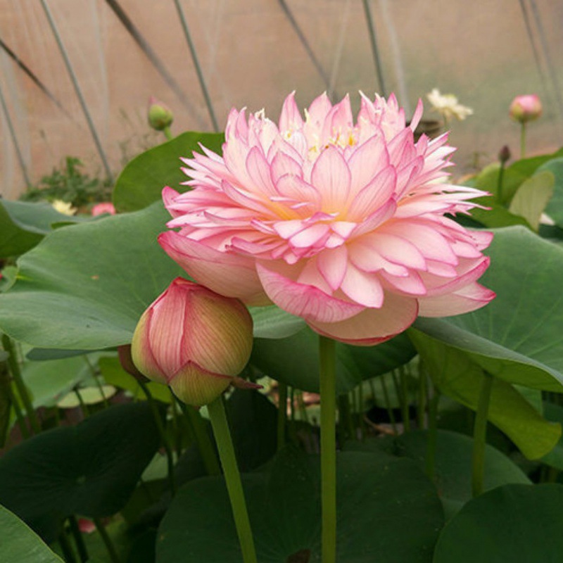 5 Biji Benih Teratai Lotus Seeds Bowl Lotus Mini Water Lily Garden ...