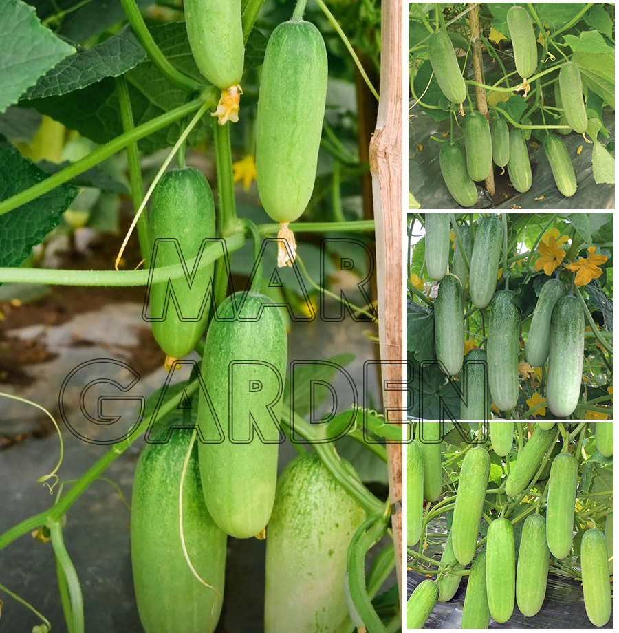 20-60 Biji Benih timun Baby timun Mini F1 buah ranggup dan sangat lebat ...