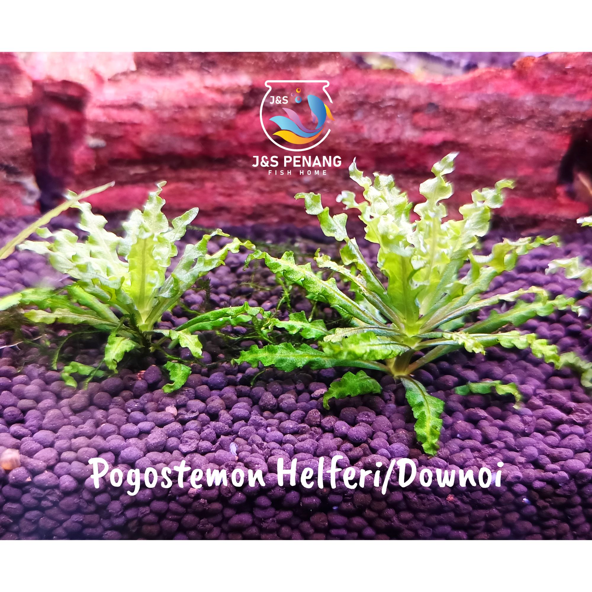 【Ready Stock】Live Aquascaping Plant - Pogostemon Helferi / Downoi (1pc ...
