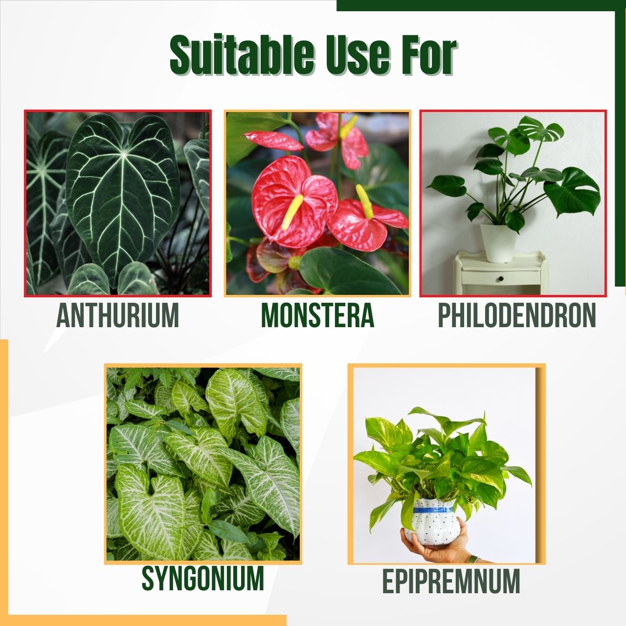 Agro Aroid Soil Mix 7L PRO Grade Especially For Anthurium Monstera ...