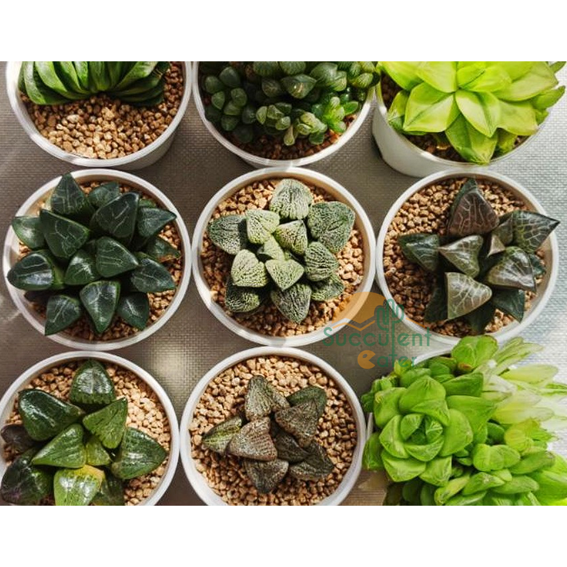 Mini Round Flower Pot Pasu Bunga Kecil 迷你花盆 | Shopee Malaysia