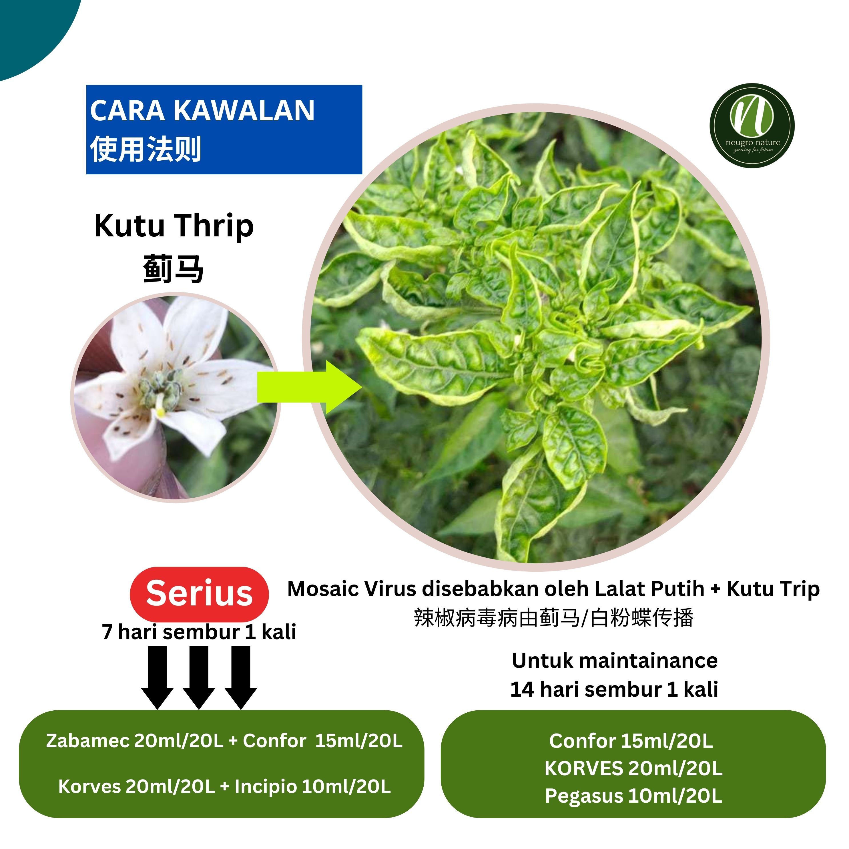 CONFOR 18.3SL (1L) Imidacloprid 18.3% Insecticide - Racun Lalat Putih ...