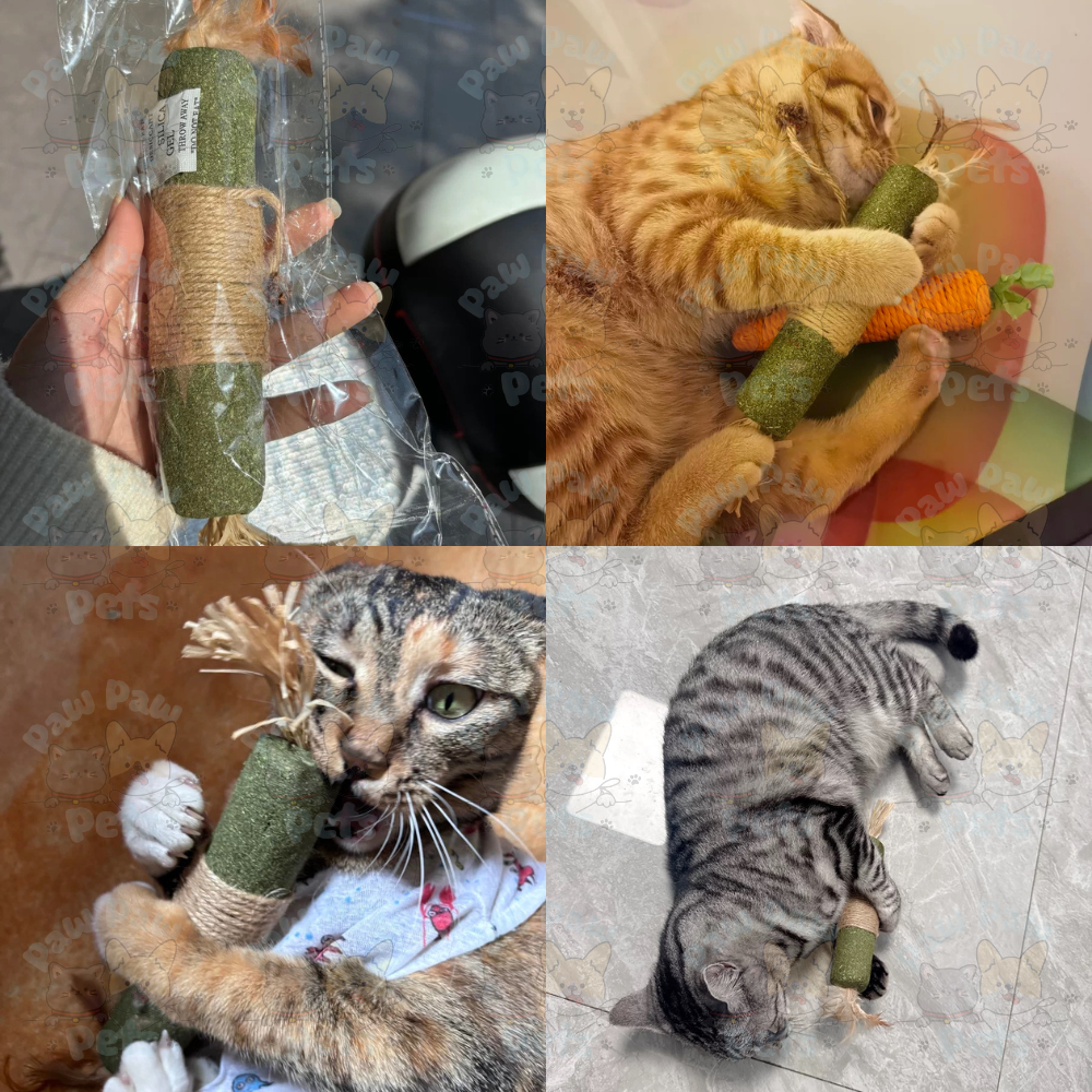 Catnip Wood Stick Hemp Rope Gall Fruit Teeth Molar Cat Clean Grind ...
