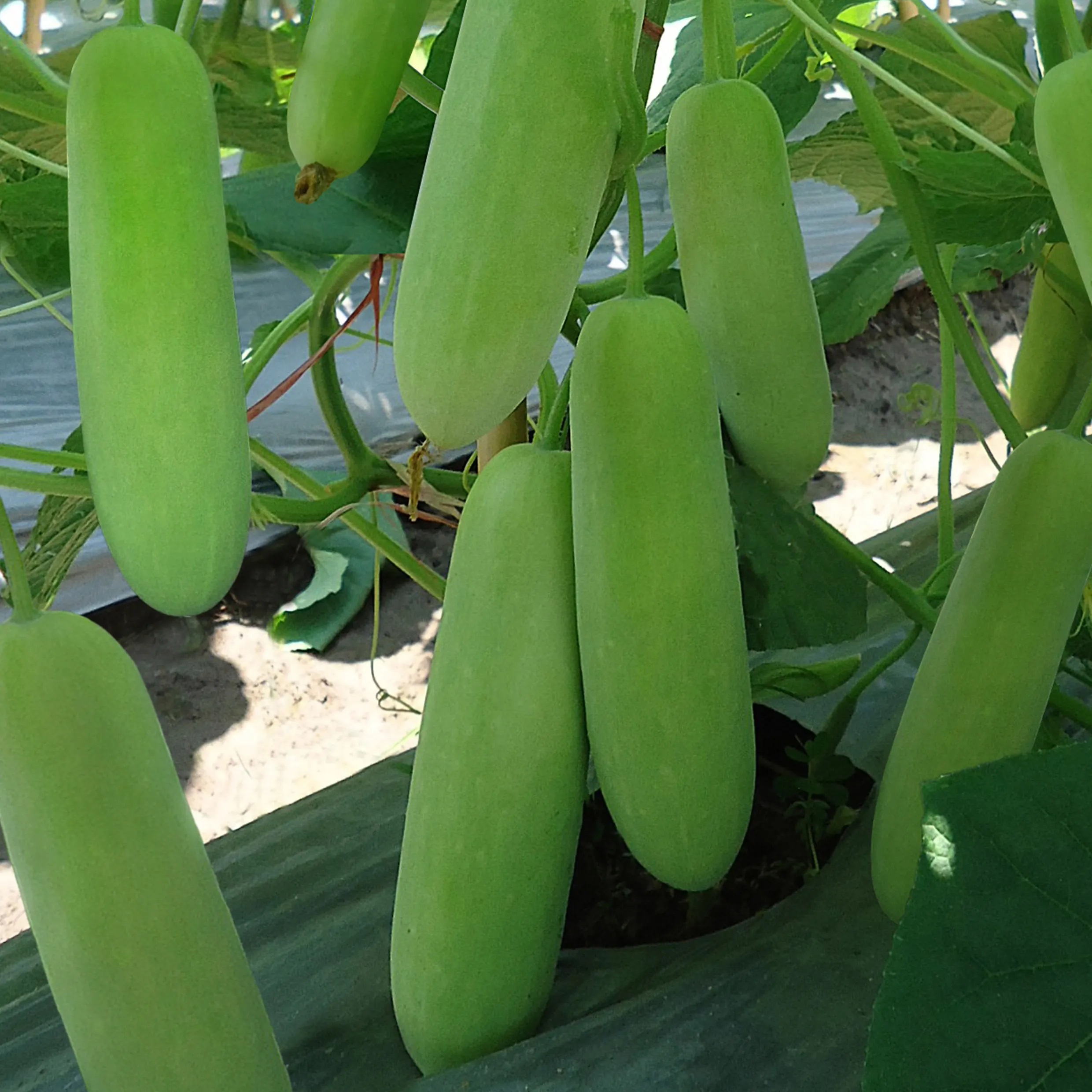 BINTANG ASIA - BIJI BENIH TIMUN PUTIH SUSU BUAH PANJANG PACK 20 GRAM ...
