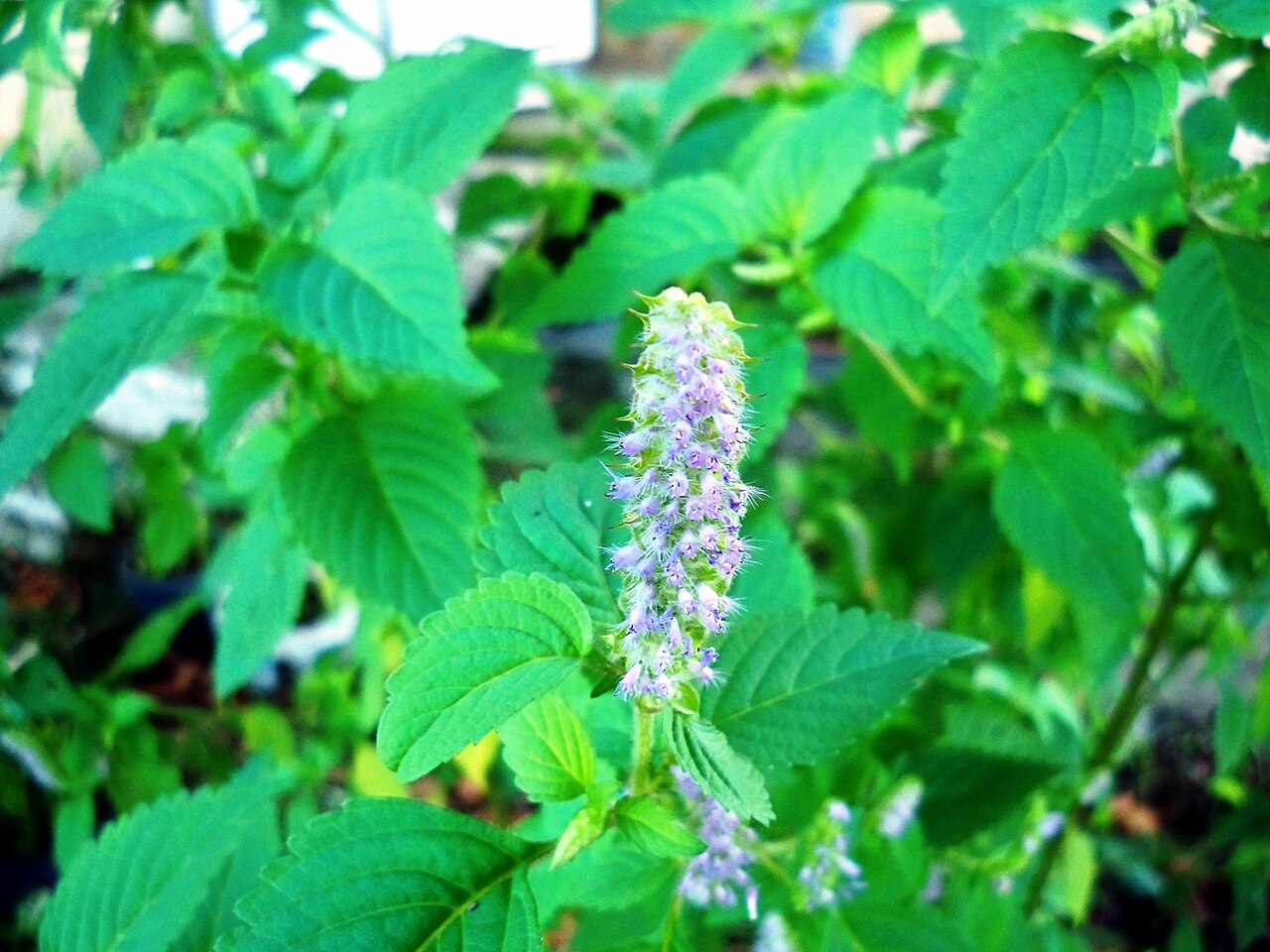 500 BIJI BENIH SUMMER MINT, Elsholtzia ciliata, Vietnamese balm OR ...