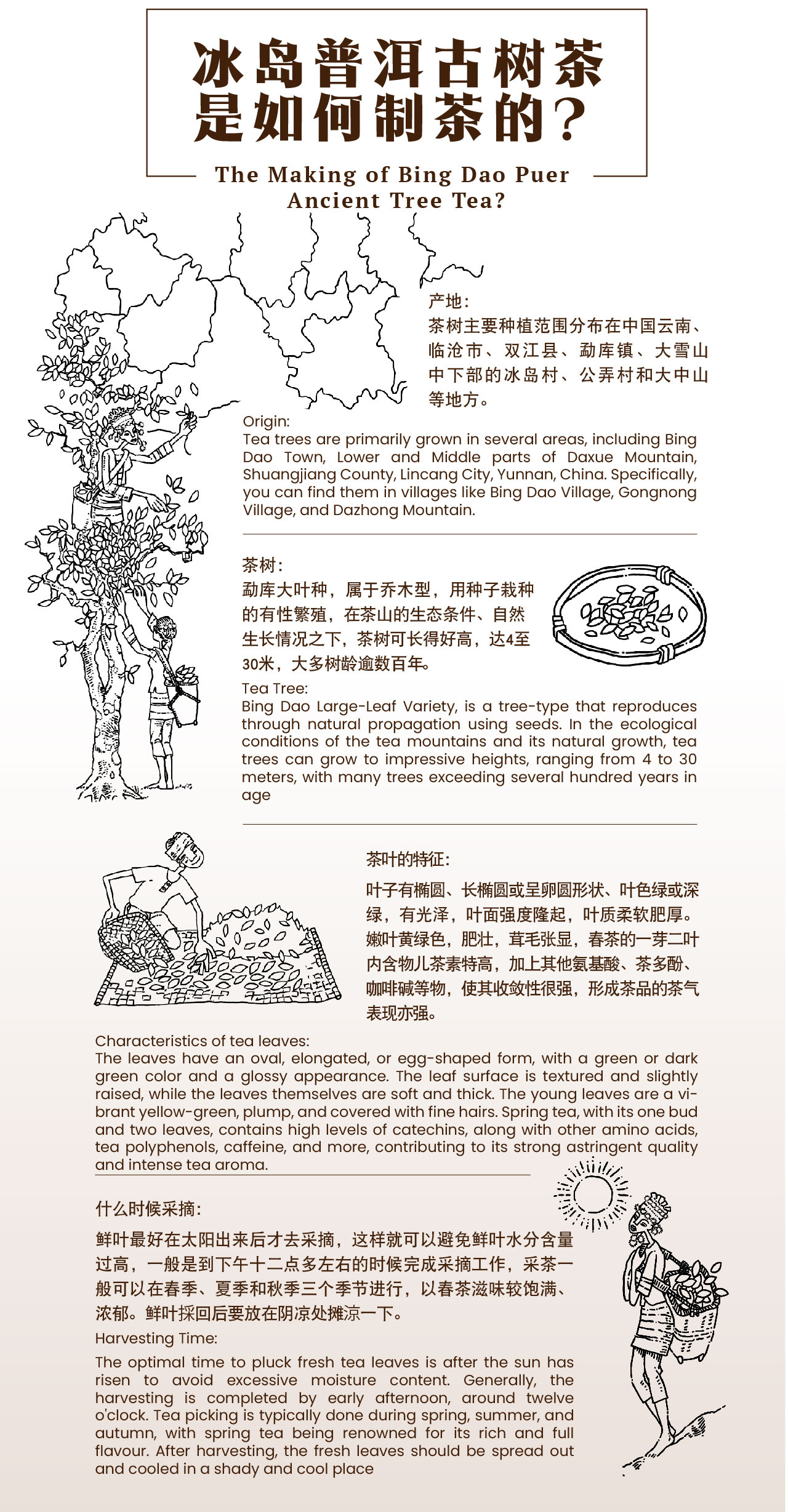 Purple Cane Yun Pin Hao - Bing Dao Green Puer Tea Year 2023 Mengku (±500g) 紫藤 云聘号冰岛古树茶 普洱青饼 2023 ...