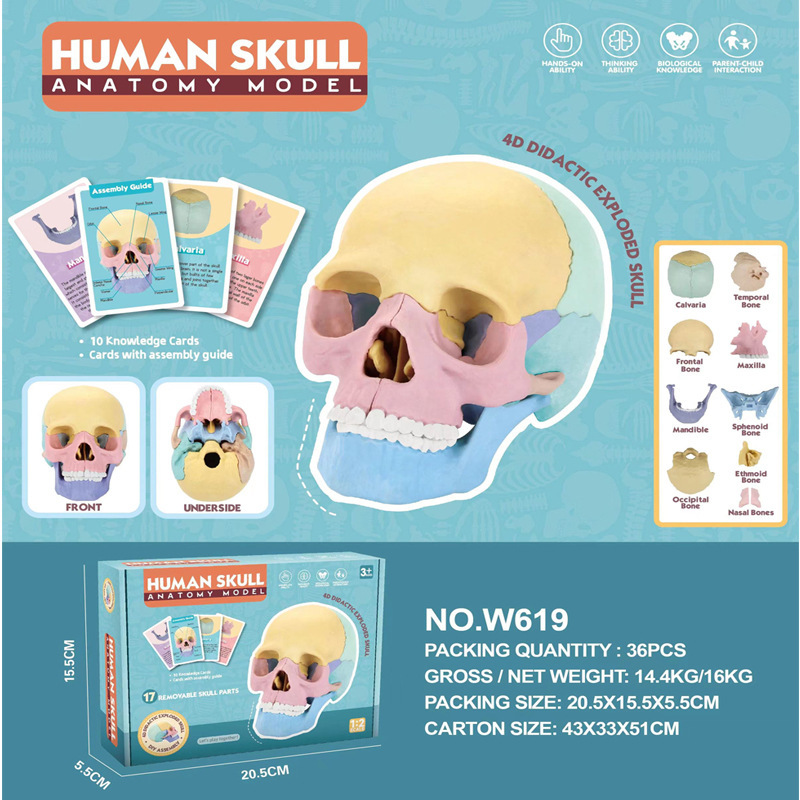 DIY Human Skull Body Anatomy Skeleton Organs Assembly STEM STEAM ...