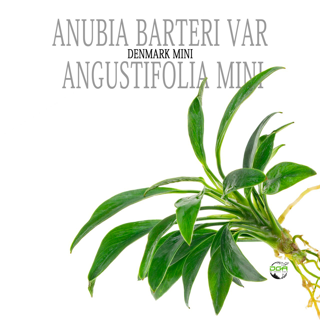 Aquatic PLants Anubias barteri var. angustifolia Denmark Mini（丹麦迷你小榕 ...