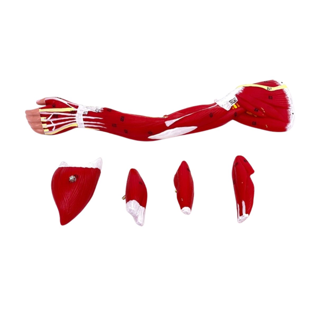 Human Limb Anatomical Muscle Model - Upper and Lower Limb Anatomy Model ...