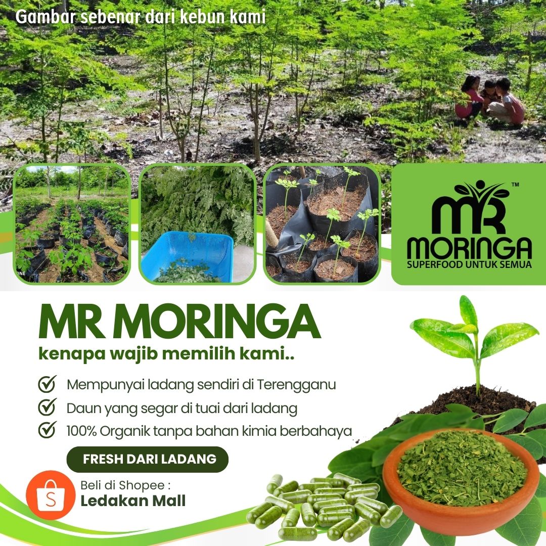 Moringa Oleifera Premium Capsules 60/100 Kapsul 400mg Moringga / Kelor ...