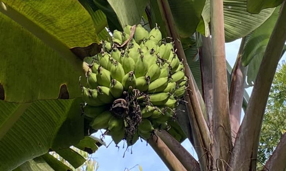 Sulur Pisang Tahi Gajah (Siam) | Shopee Malaysia