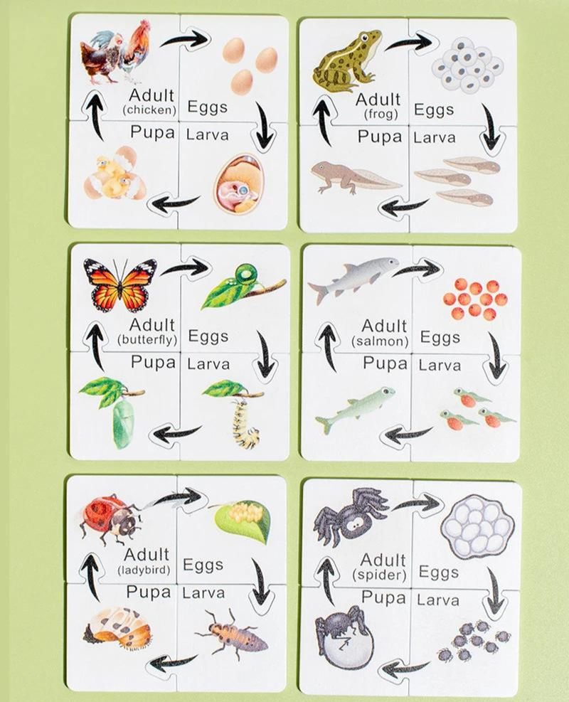 Life Cycle Puzzle Animal Insect Growth Early Childhood Education ...