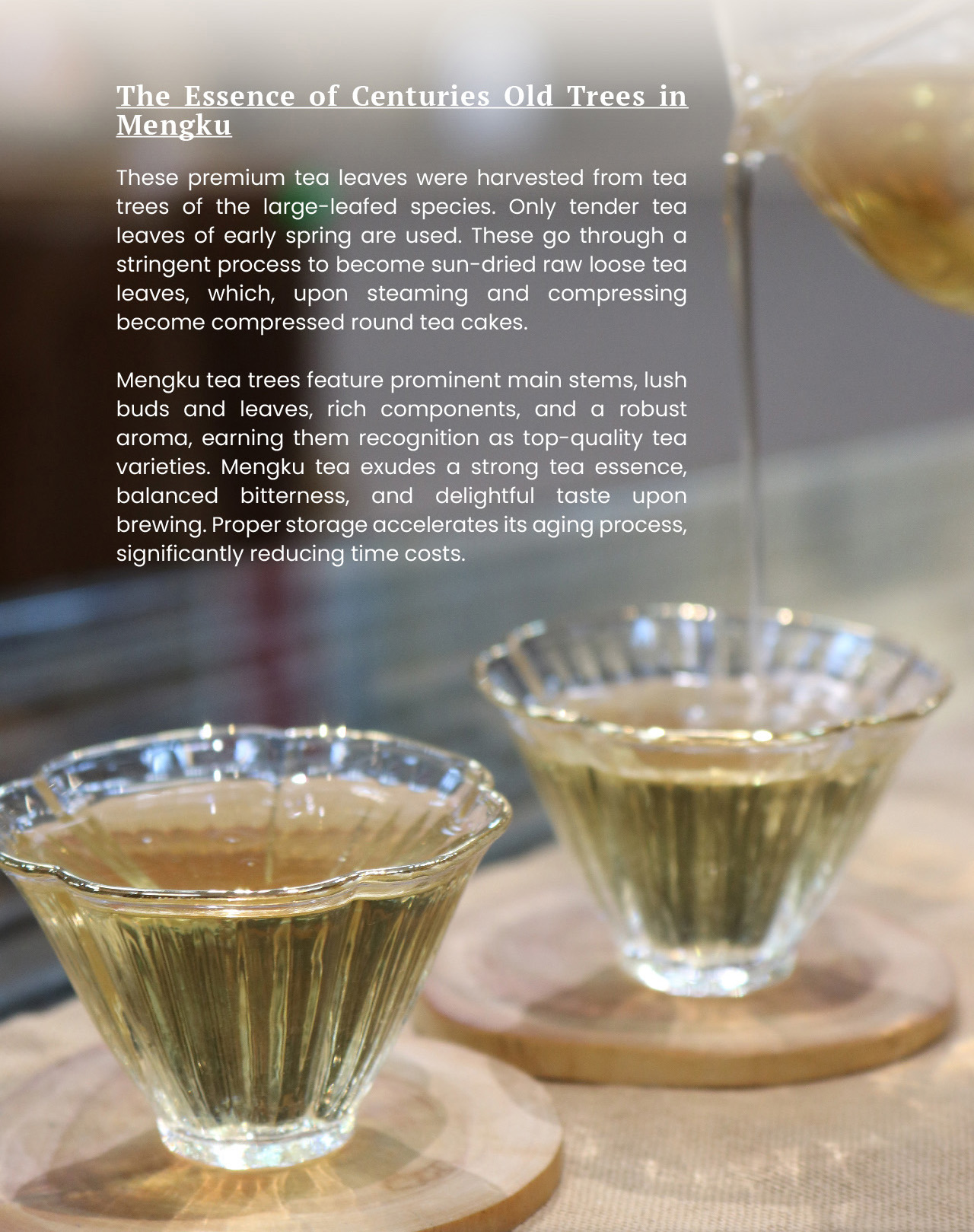 Purple Cane Yun Shu Wang Green Puer Tea Year 2023 Mengku 紫藤 云树王 普洱青饼 2023年 勐库 (±500g) | Shopee ...